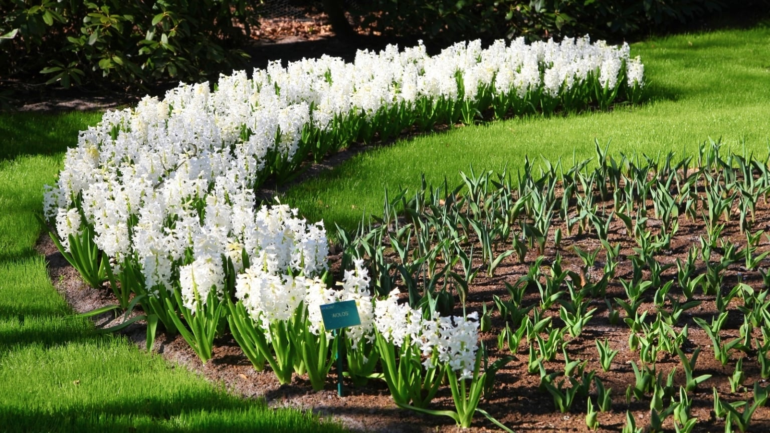 13 Fragrant Hyacinth Varieties to Plant Now for Spring