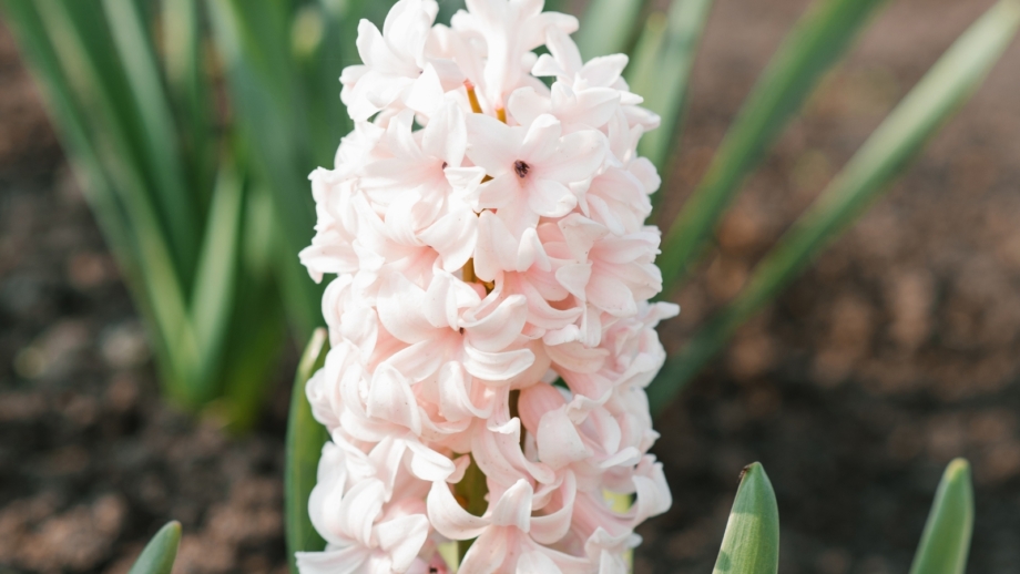 13 Fragrant Hyacinth Varieties to Plant Now for Spring