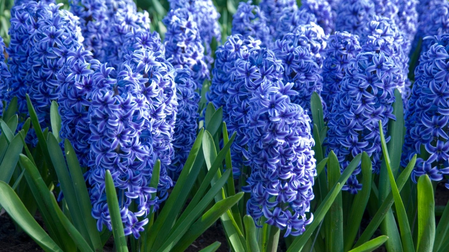 13 Fragrant Hyacinth Varieties to Plant Now for Spring