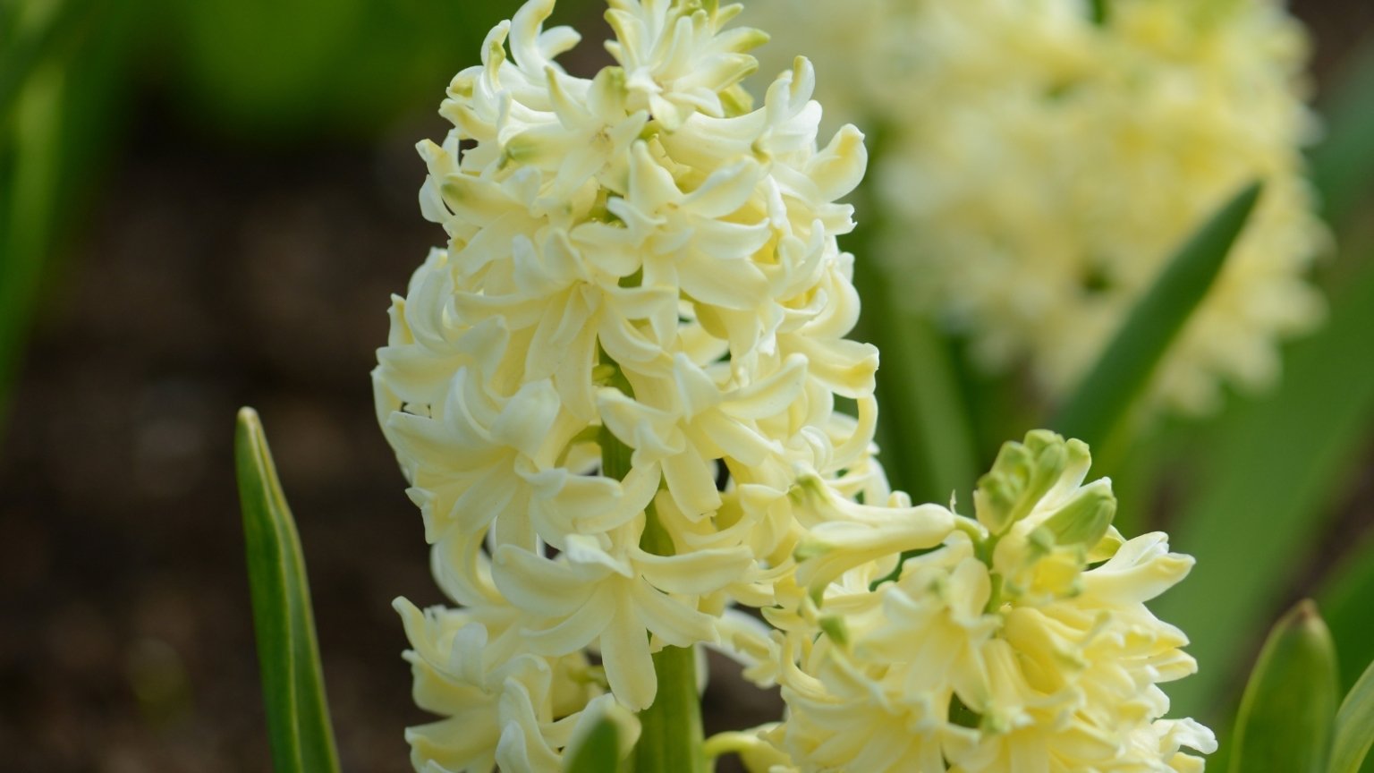 13 Fragrant Hyacinth Varieties to Plant Now for Spring