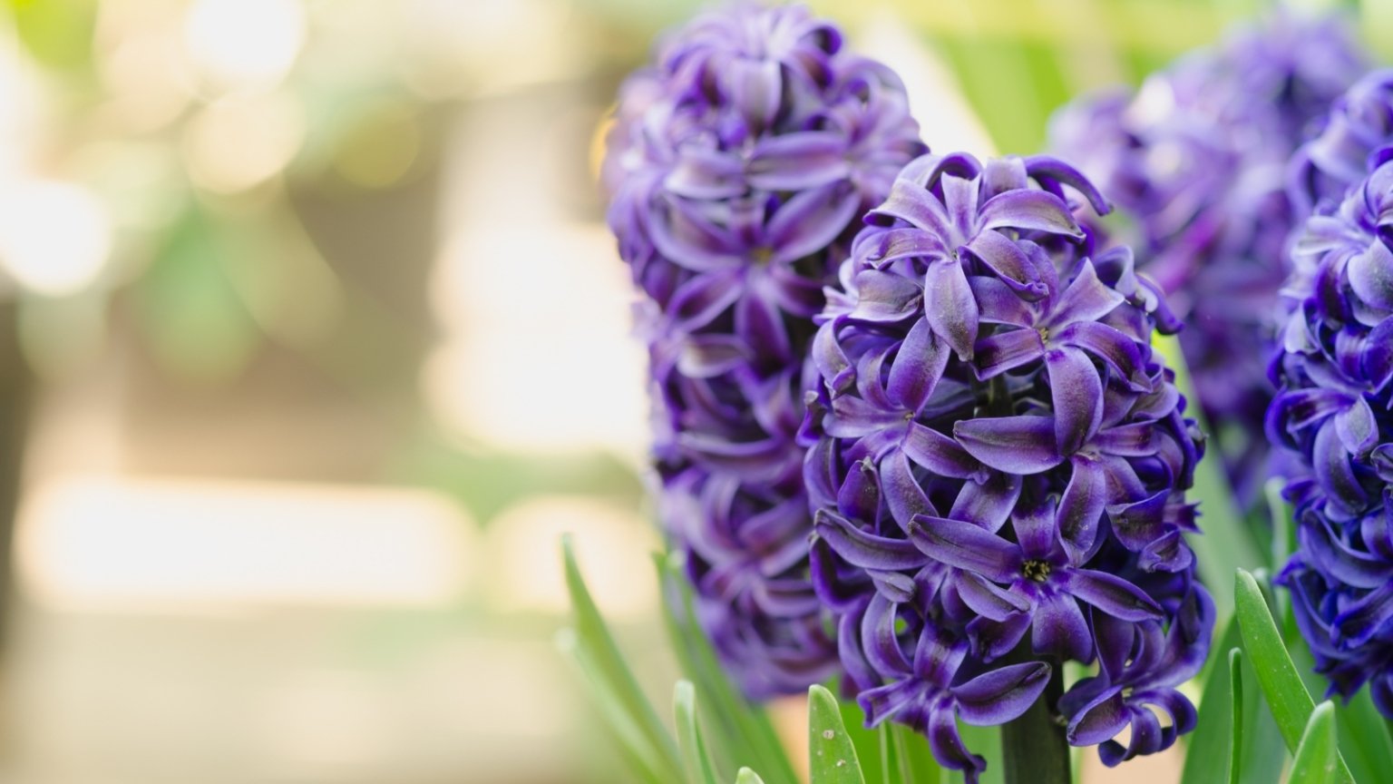13 Fragrant Hyacinth Varieties to Plant Now for Spring