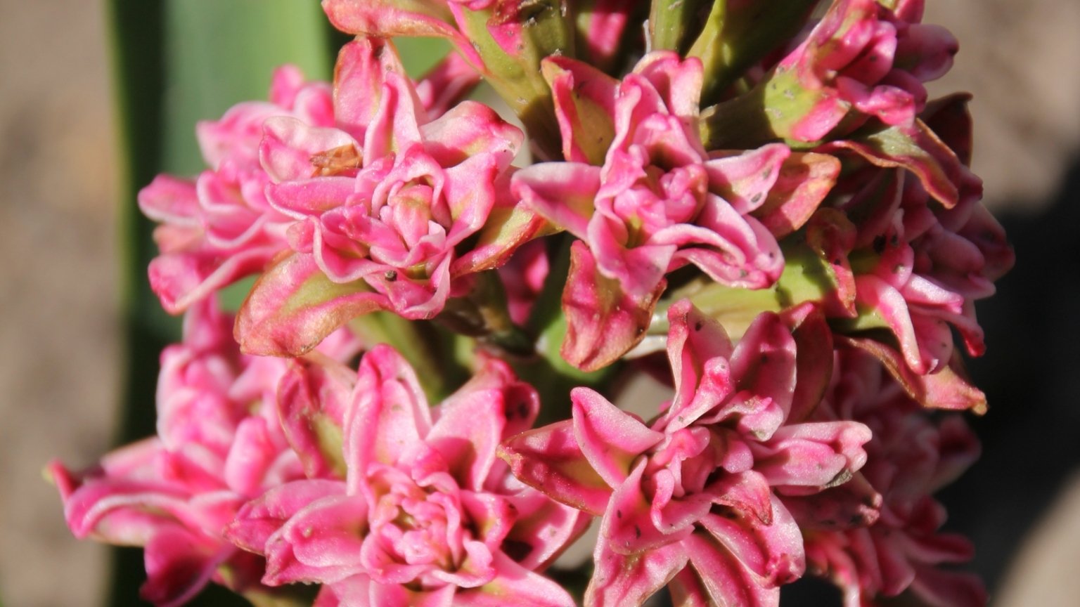 13 Fragrant Hyacinth Varieties to Plant Now for Spring