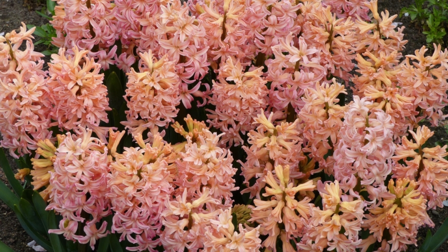 13 Fragrant Hyacinth Varieties to Plant Now for Spring