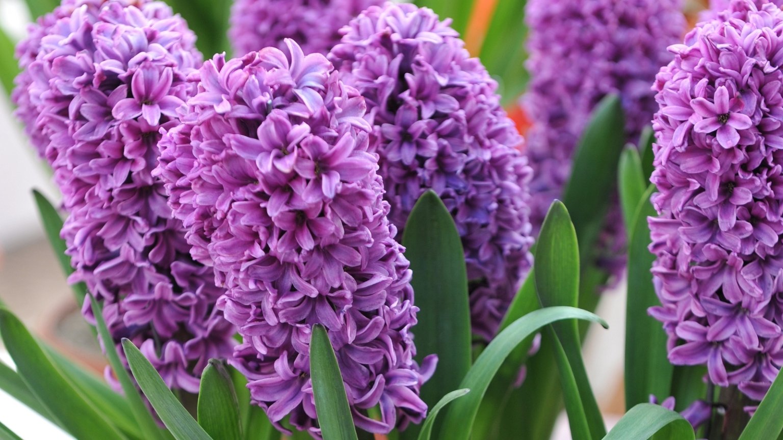 13 Fragrant Hyacinth Varieties to Plant Now for Spring