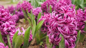 13 Fragrant Hyacinth Varieties to Plant Now for Spring