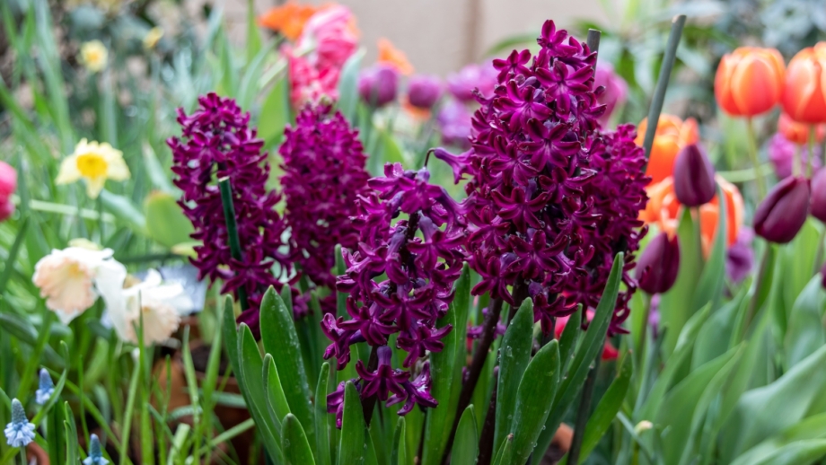 13 Fragrant Hyacinth Varieties to Plant Now for Spring