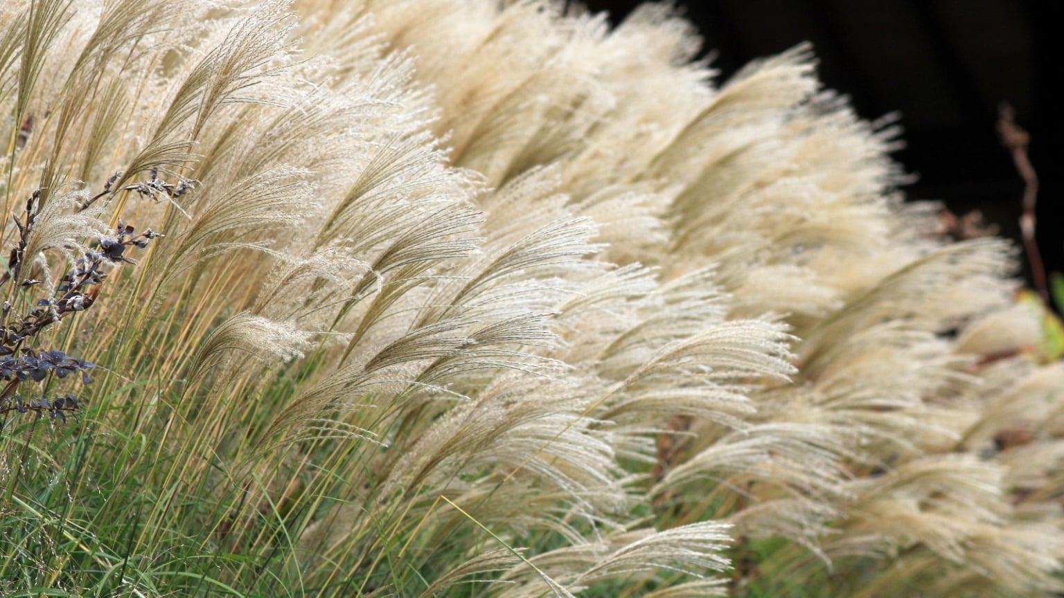 When to Cut Back Your Ornamental Grasses: Tips for Popular Varieties