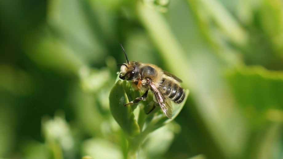 9 Beneficial Garden Insects That Overwinter in Fall Leaves