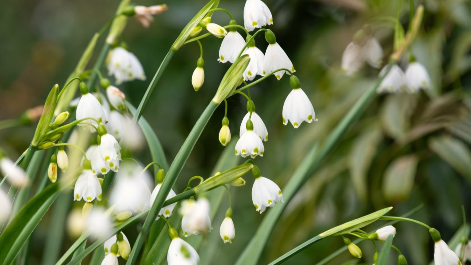 15 Bulbs That Will Multiply in Your Garden