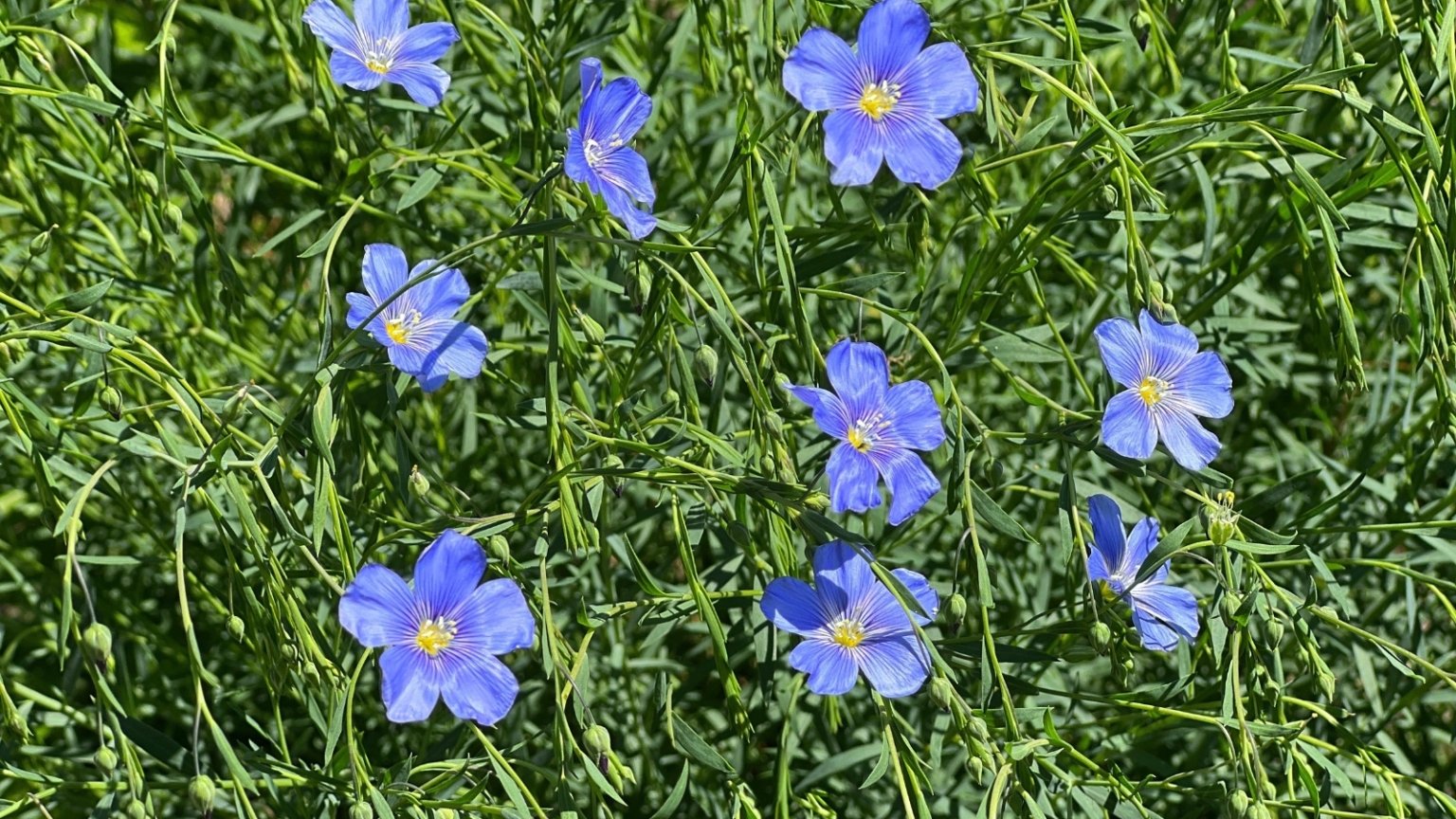 23 Native Wildflowers For Arizona Gardens