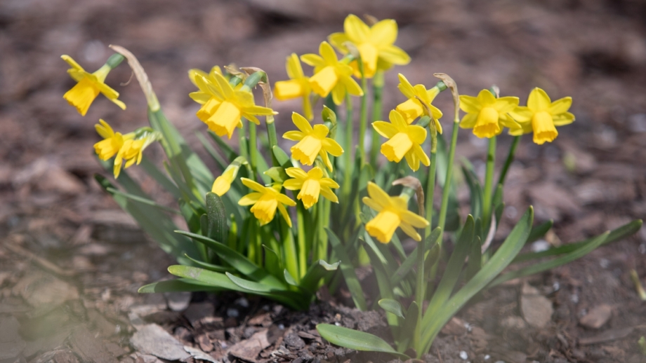 13 Mini Daffodil Varieties to Plant This Season
