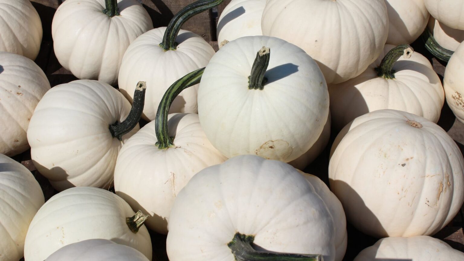 White (Ghost) Pumpkins: Care, Types, and Growing Tips