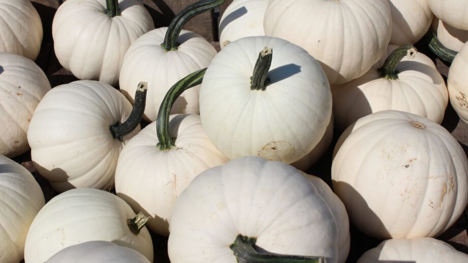 White (Ghost) Pumpkins: Care, Types, and Growing Tips