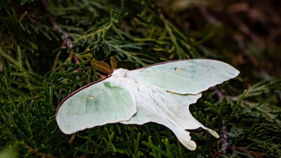 9 Beneficial Garden Insects That Overwinter in Fall Leaves