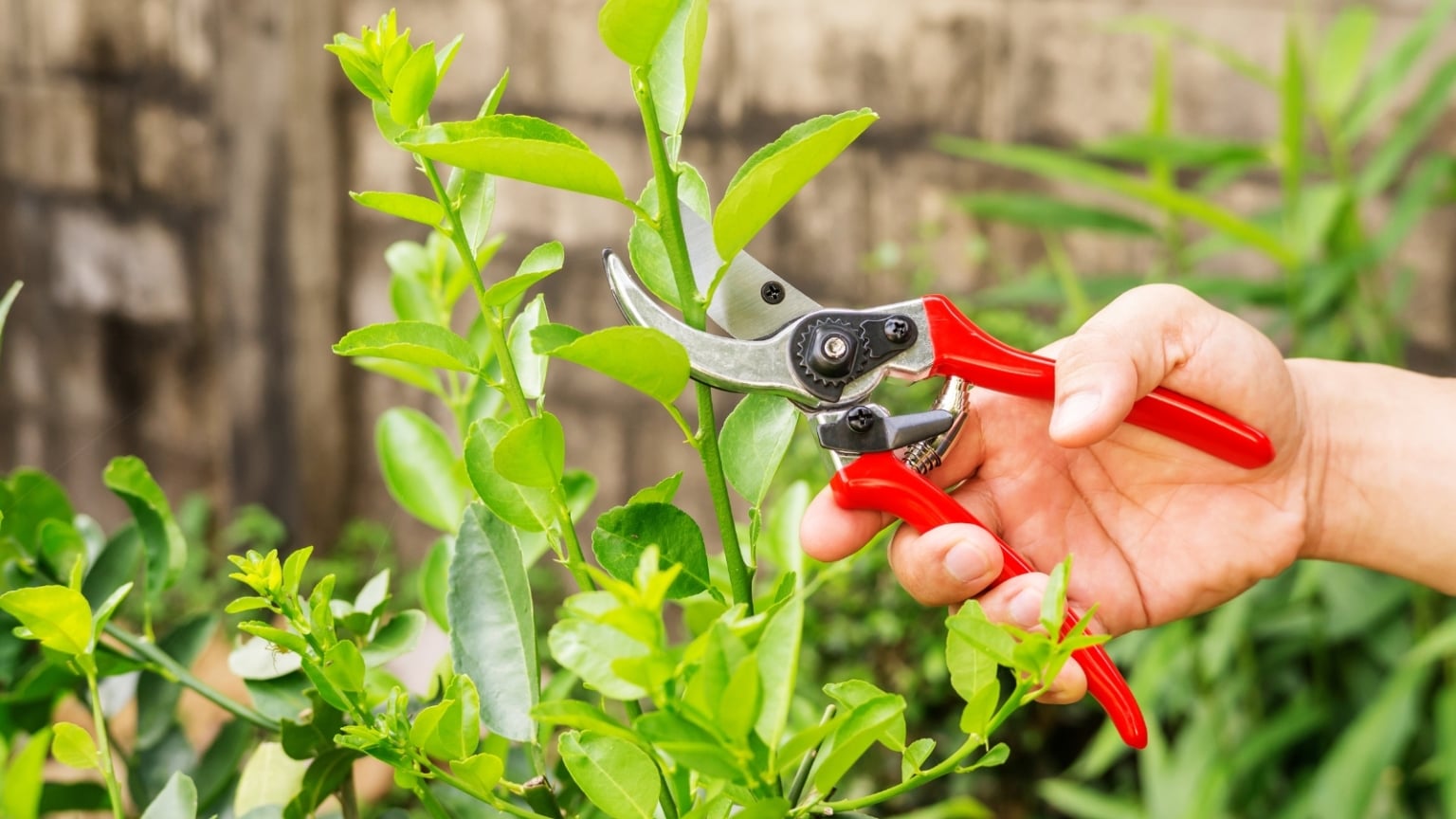 How to Plant, Grow, and Care for Key Lime Trees