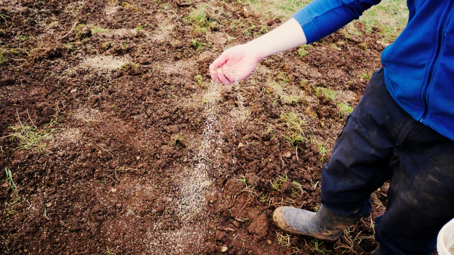 How and When to Broadcast Wildflower Seeds in the Garden