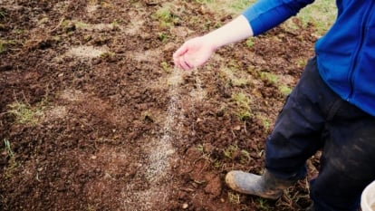 How and When to Broadcast Wildflower Seeds in the Garden