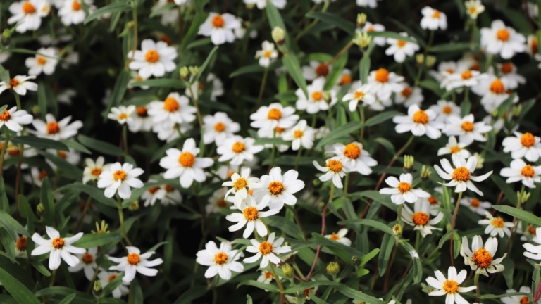 34 Beautiful Native Plants for Texas Gardens