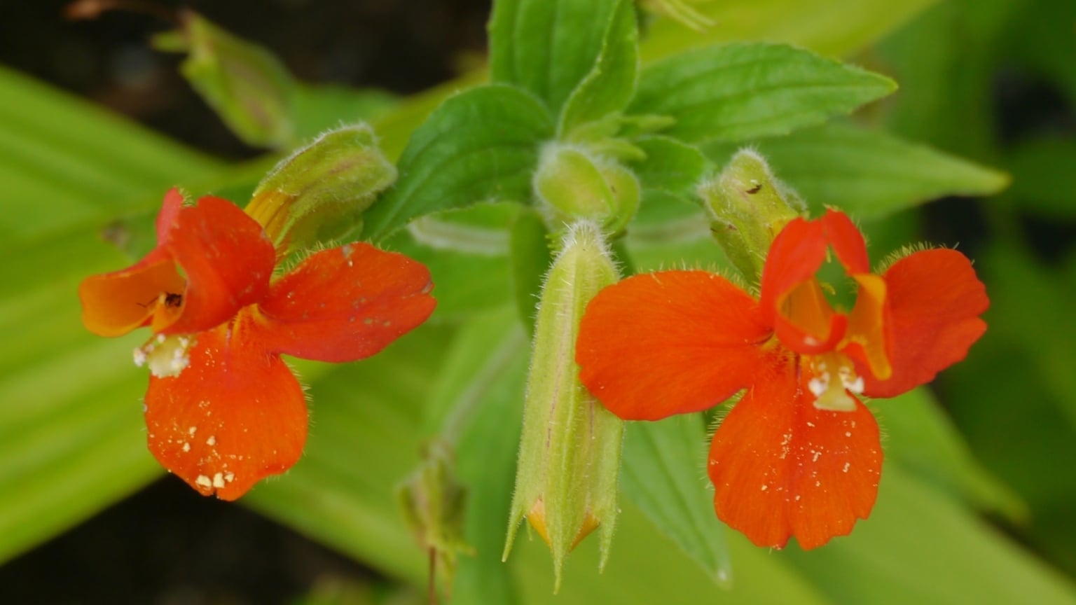 15 California Native Ground Cover Plants to Try This Year