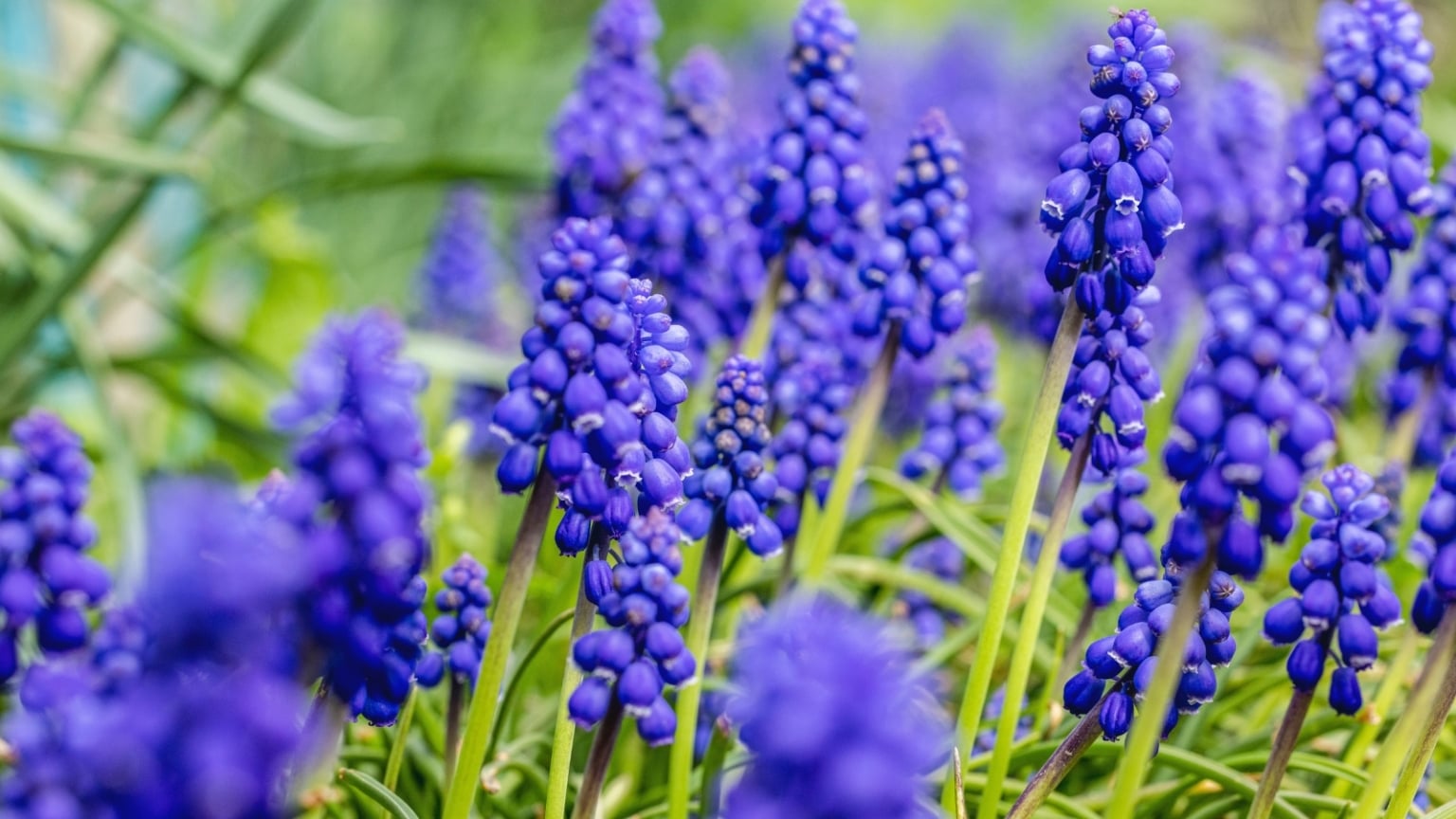 15 Bulbs That Will Multiply in Your Garden