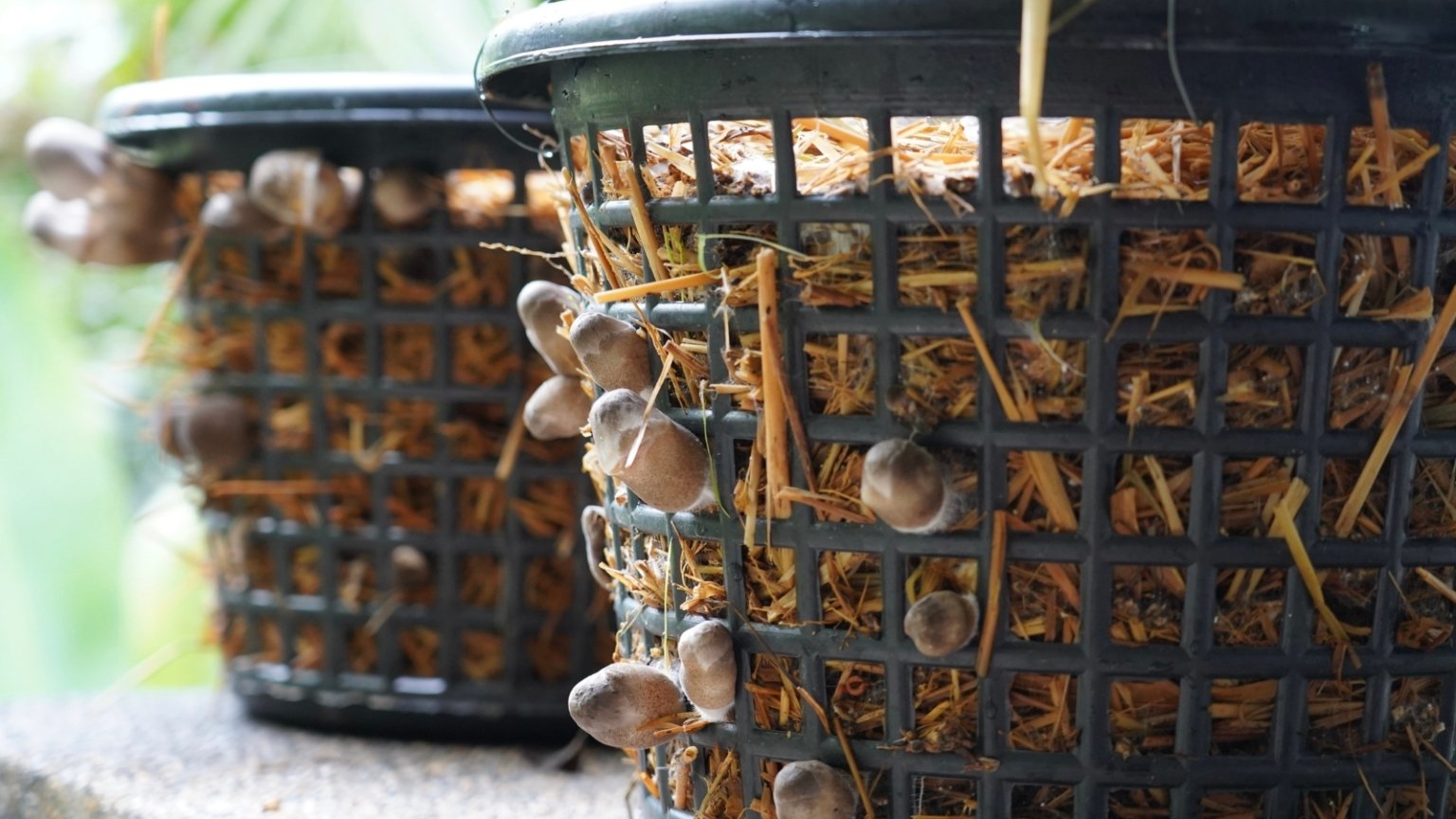 How to Grow Mushrooms in Buckets and Containers