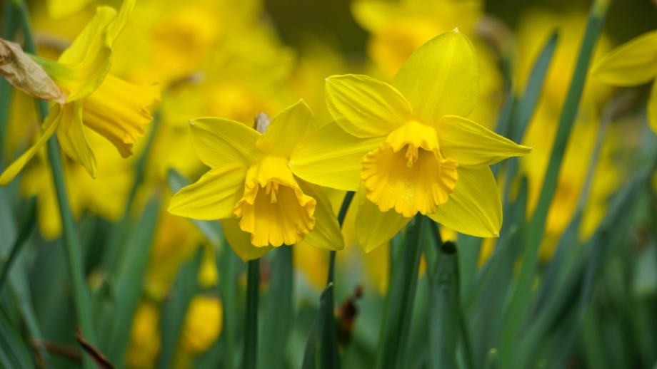 15 Daffodil Varieties With Extra Large Blooms