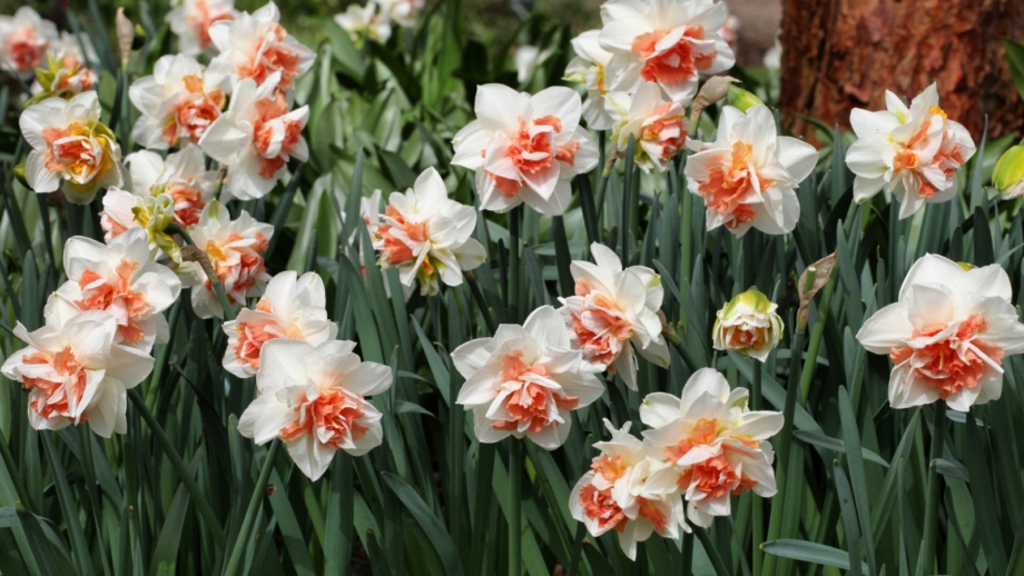 15 Daffodil Varieties With Extra Large Blooms