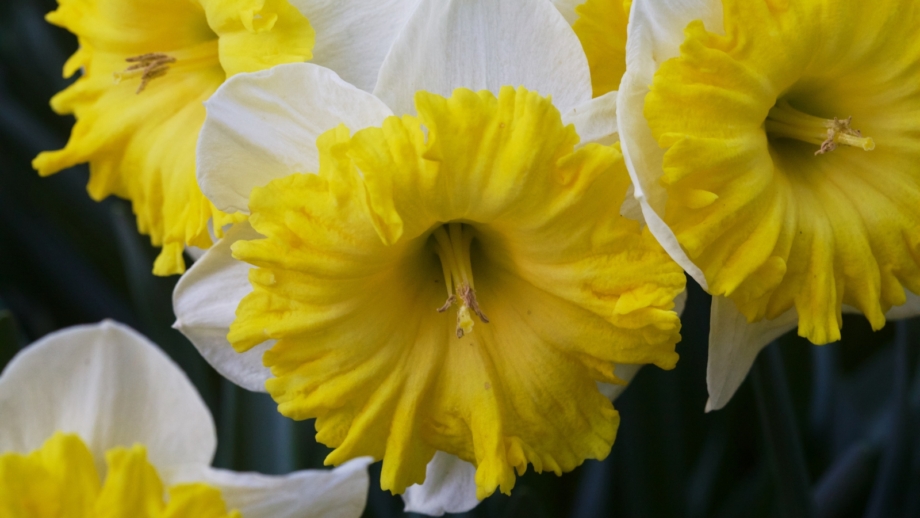 15 Daffodil Varieties With Extra Large Blooms