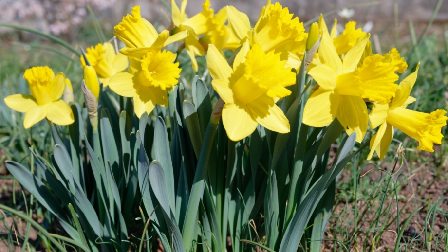 15 Daffodil Varieties With Extra Large Blooms