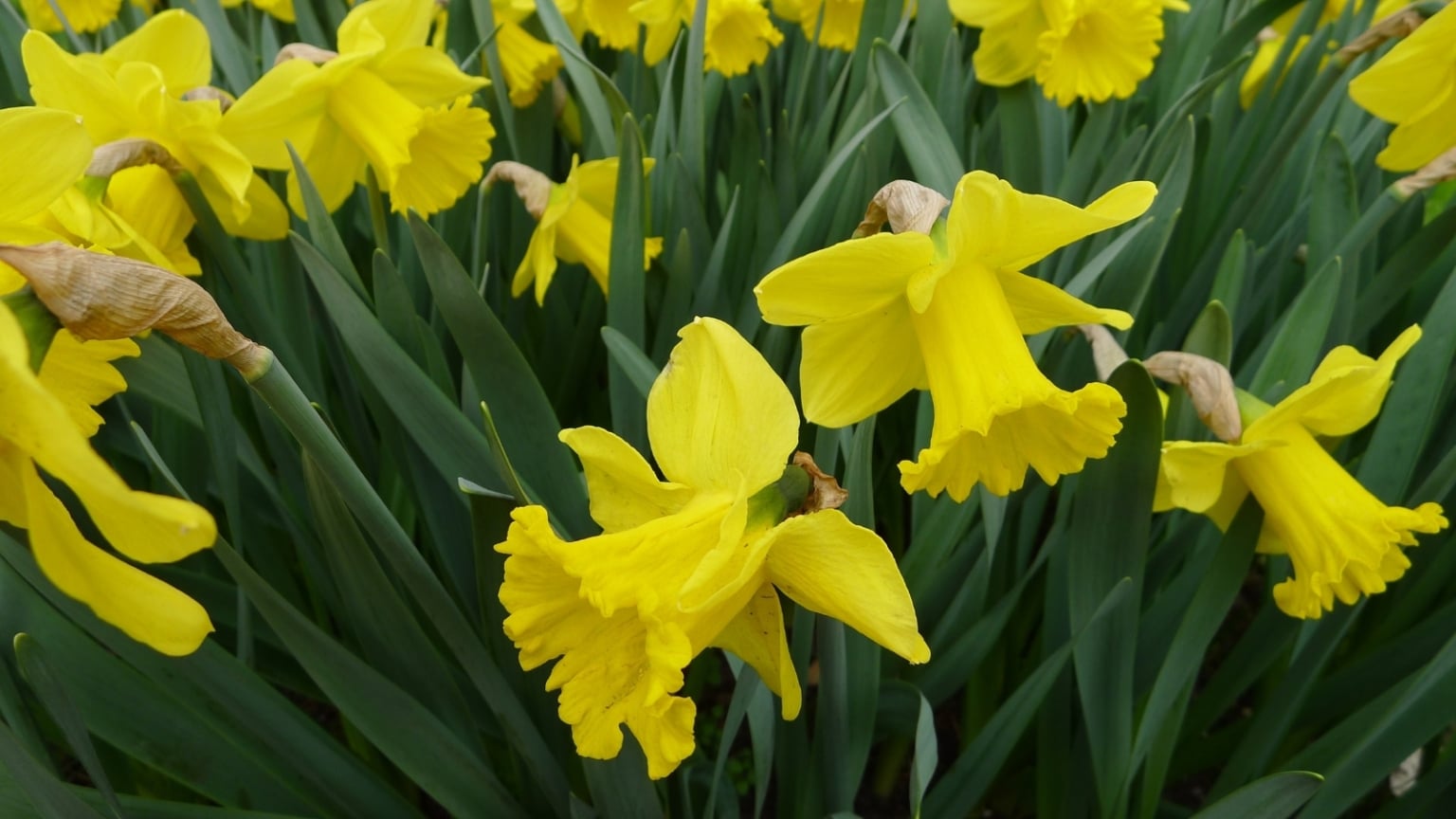 15 Daffodil Varieties With Extra Large Blooms