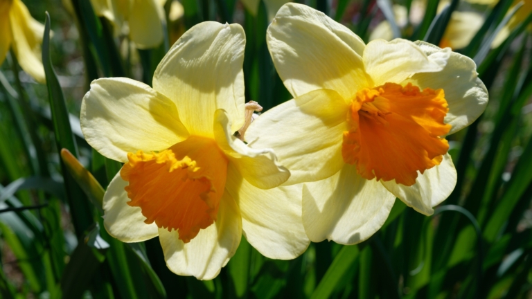 15 Daffodil Varieties With Extra Large Blooms