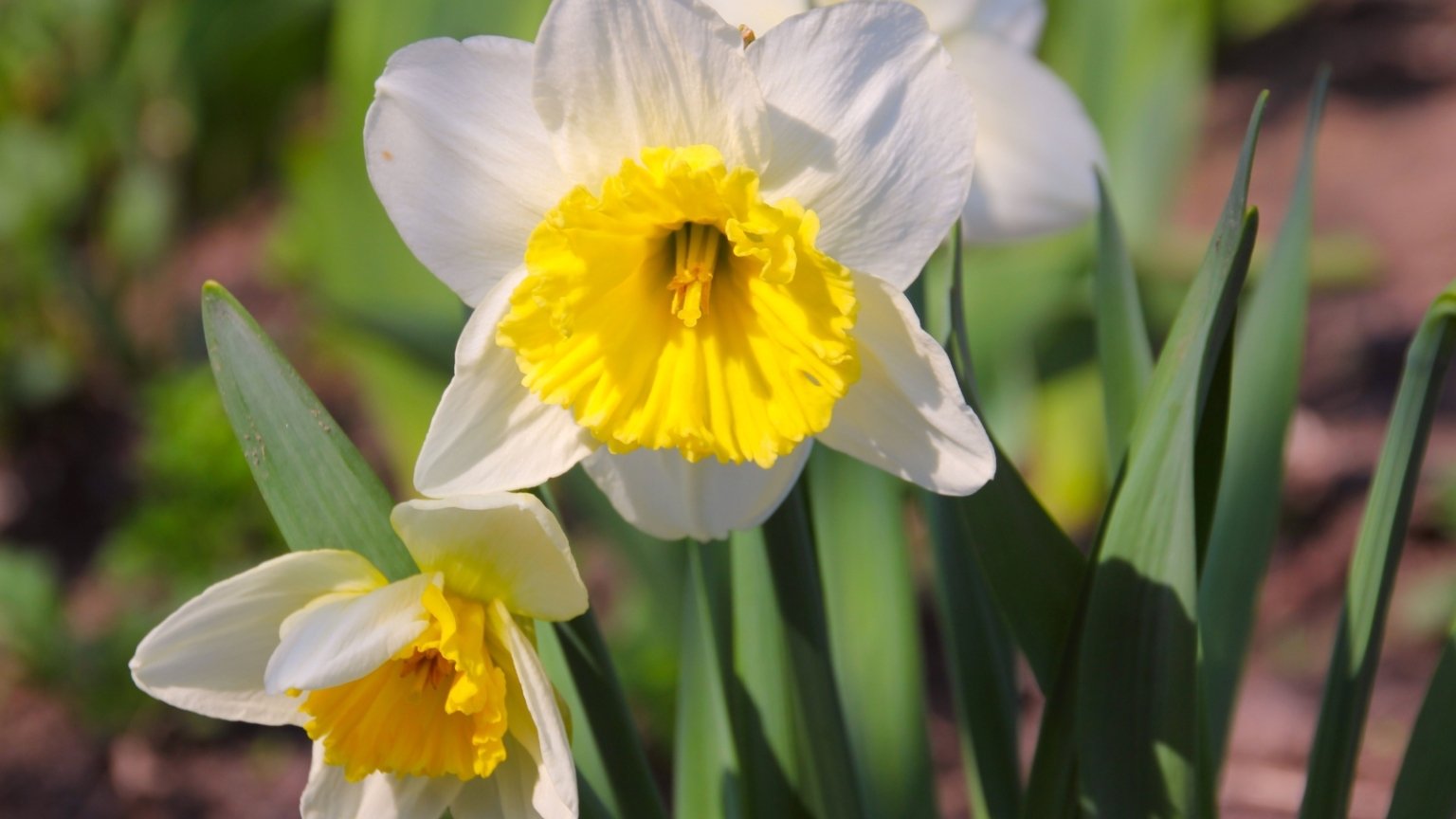 15 Daffodil Varieties With Extra Large Blooms