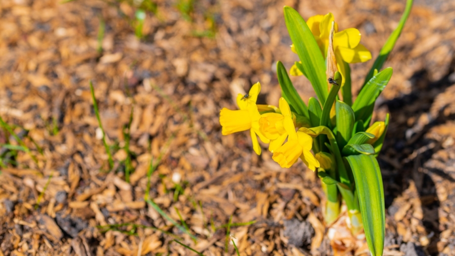 When and How to Prune Daffodils After Blooming