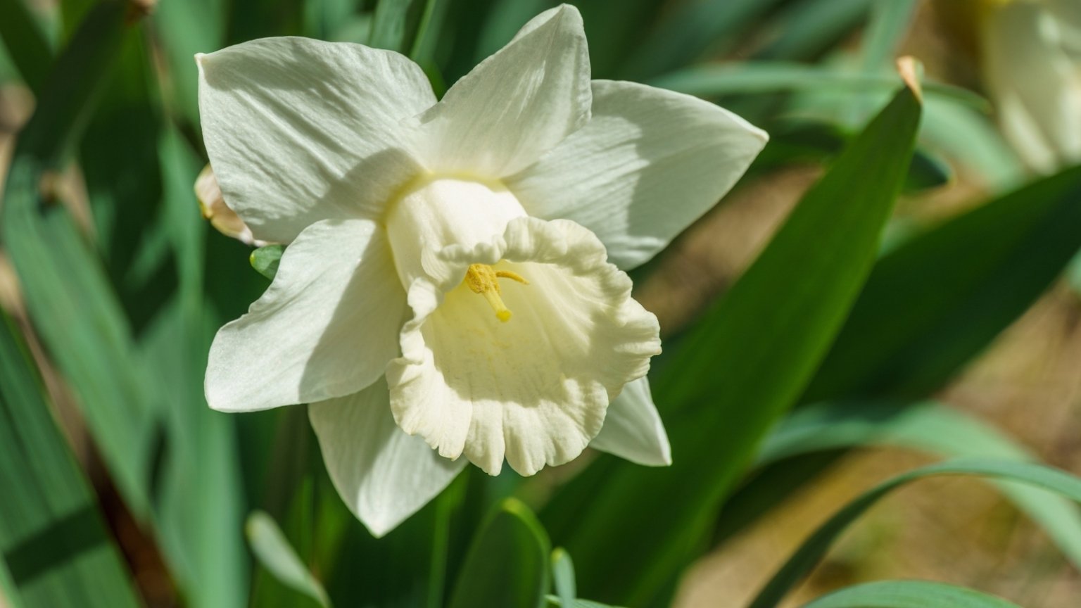 How to Plant, Grow, and Care for Narcissus Flowers
