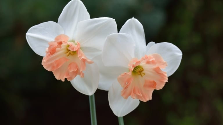 15 Daffodil Varieties With Extra Large Blooms
