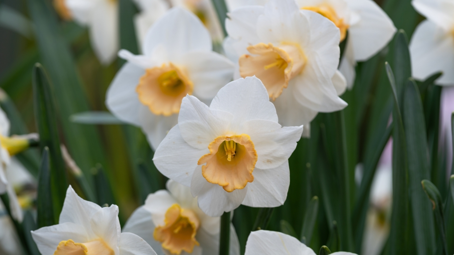 15 Daffodil Varieties With Extra Large Blooms
