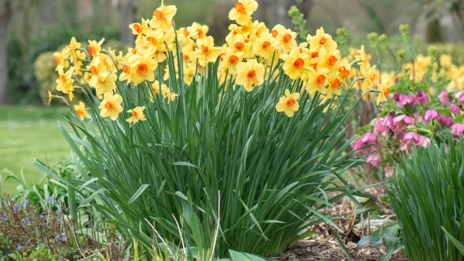 15 Bulbs That Will Multiply in Your Garden