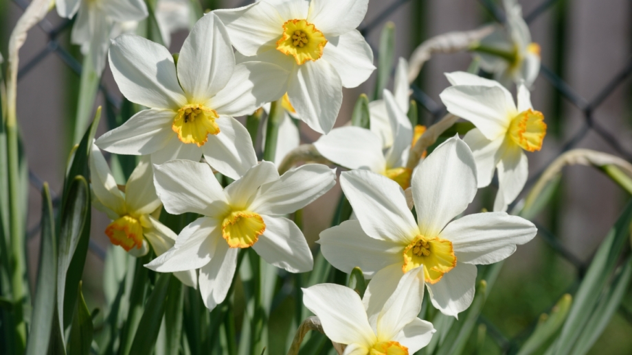19 Unusual Daffodil Varieties You Can Plant Now