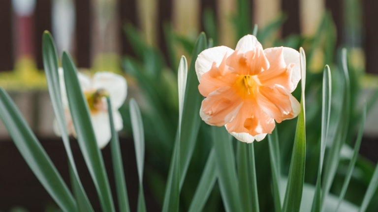 19 Unusual Daffodil Varieties You Can Plant Now