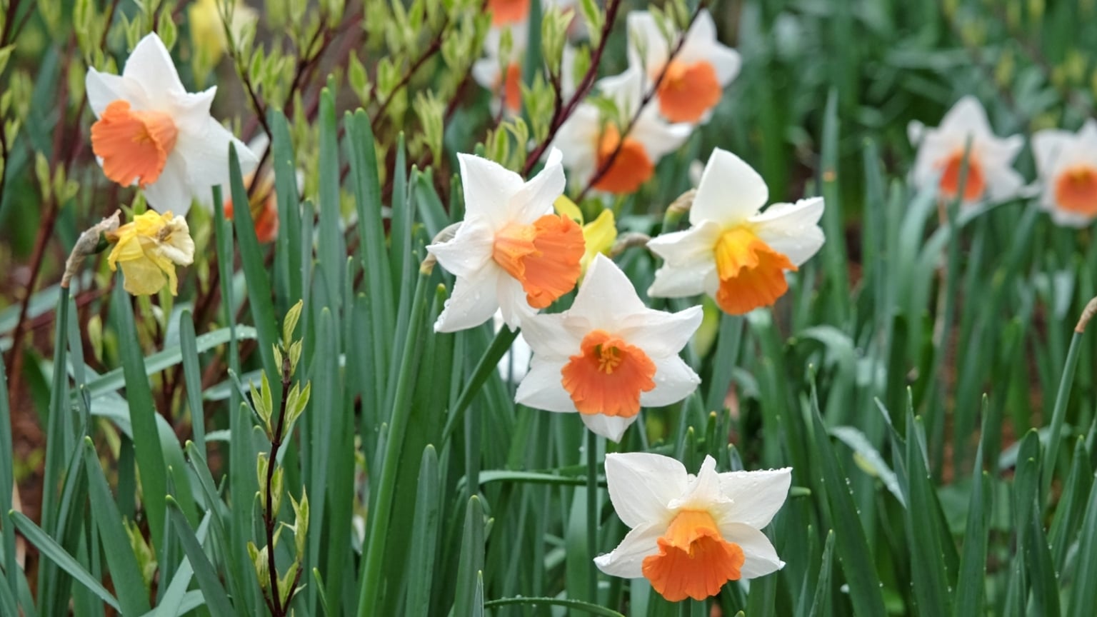19 Unusual Daffodil Varieties You Can Plant Now