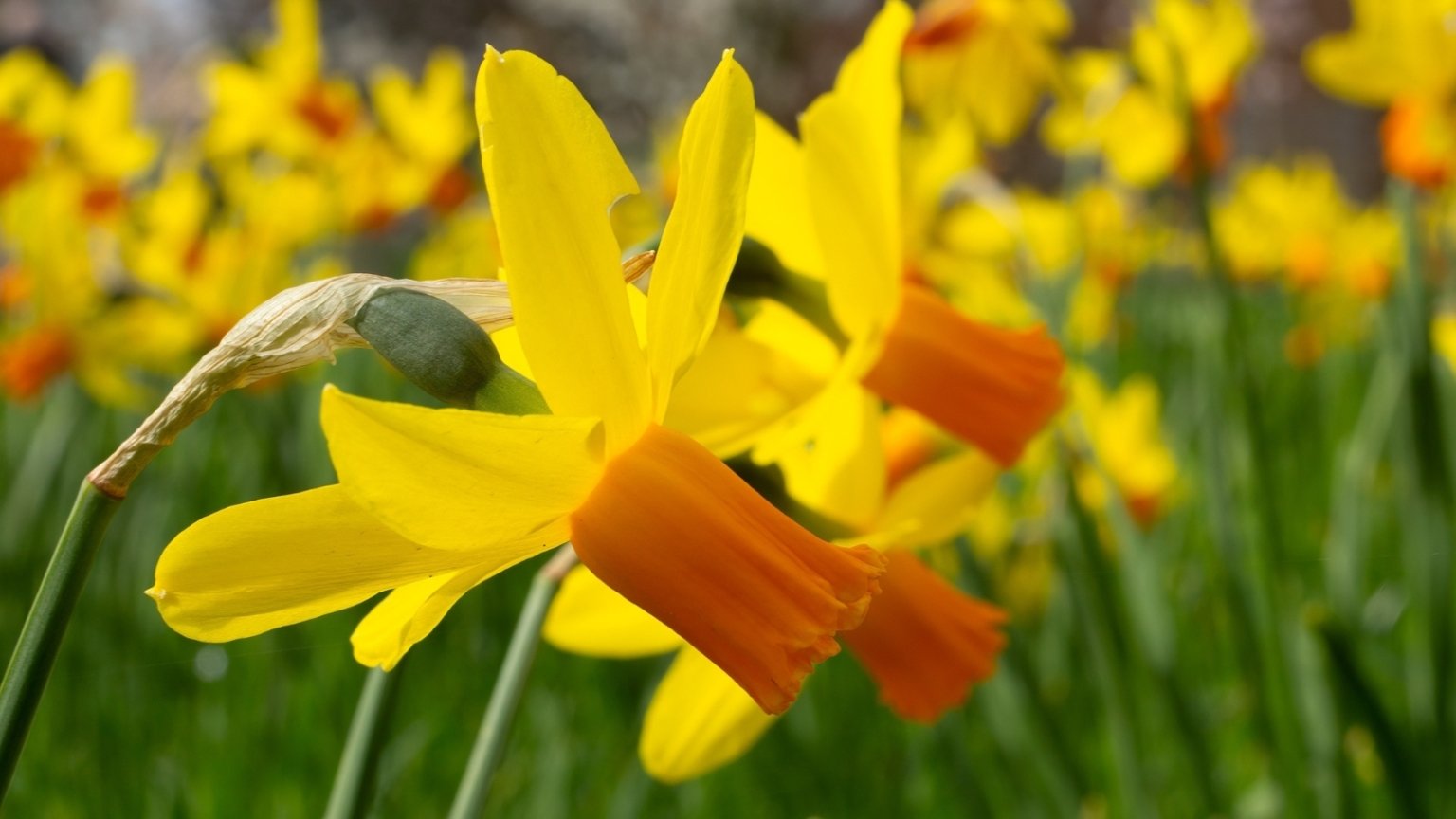 19 Unusual Daffodil Varieties You Can Plant Now