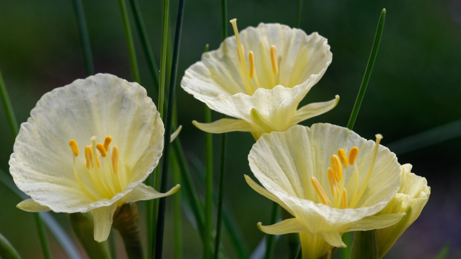19 Unusual Daffodil Varieties You Can Plant Now