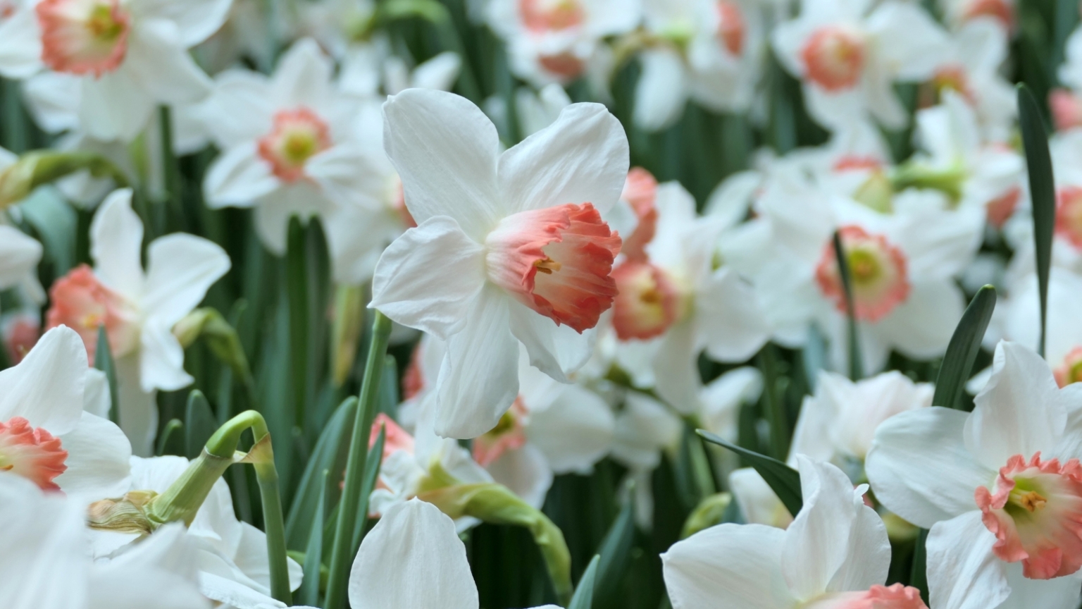 19 Unusual Daffodil Varieties You Can Plant Now