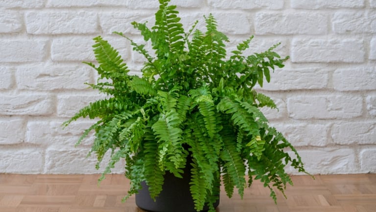 How to Overwinter Boston Ferns: 9 Pro Tips