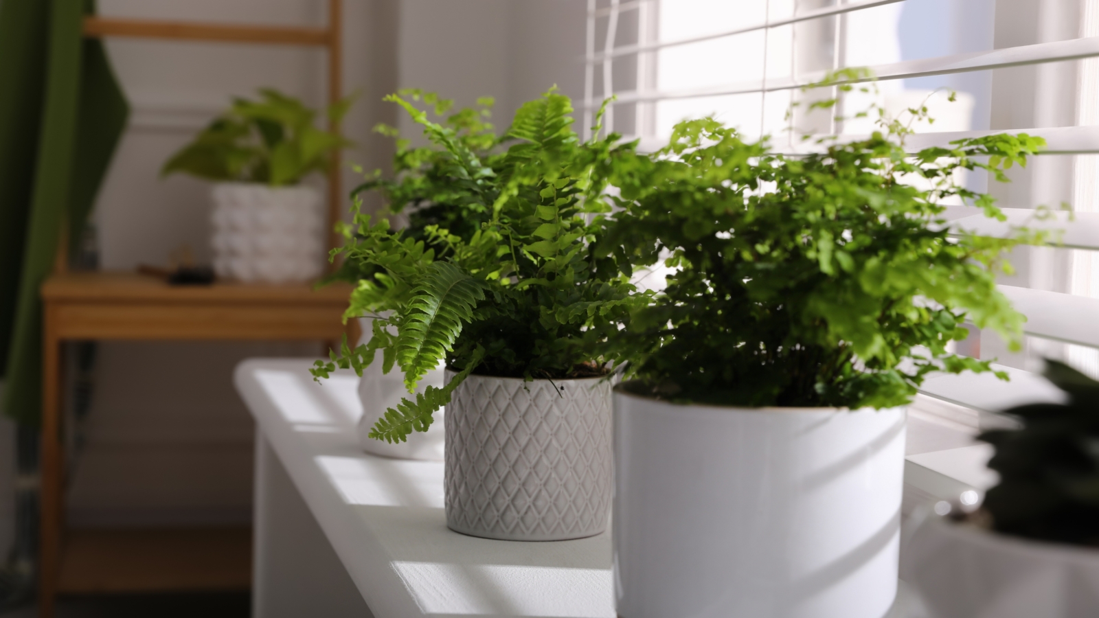How to Overwinter Boston Ferns: 9 Pro Tips