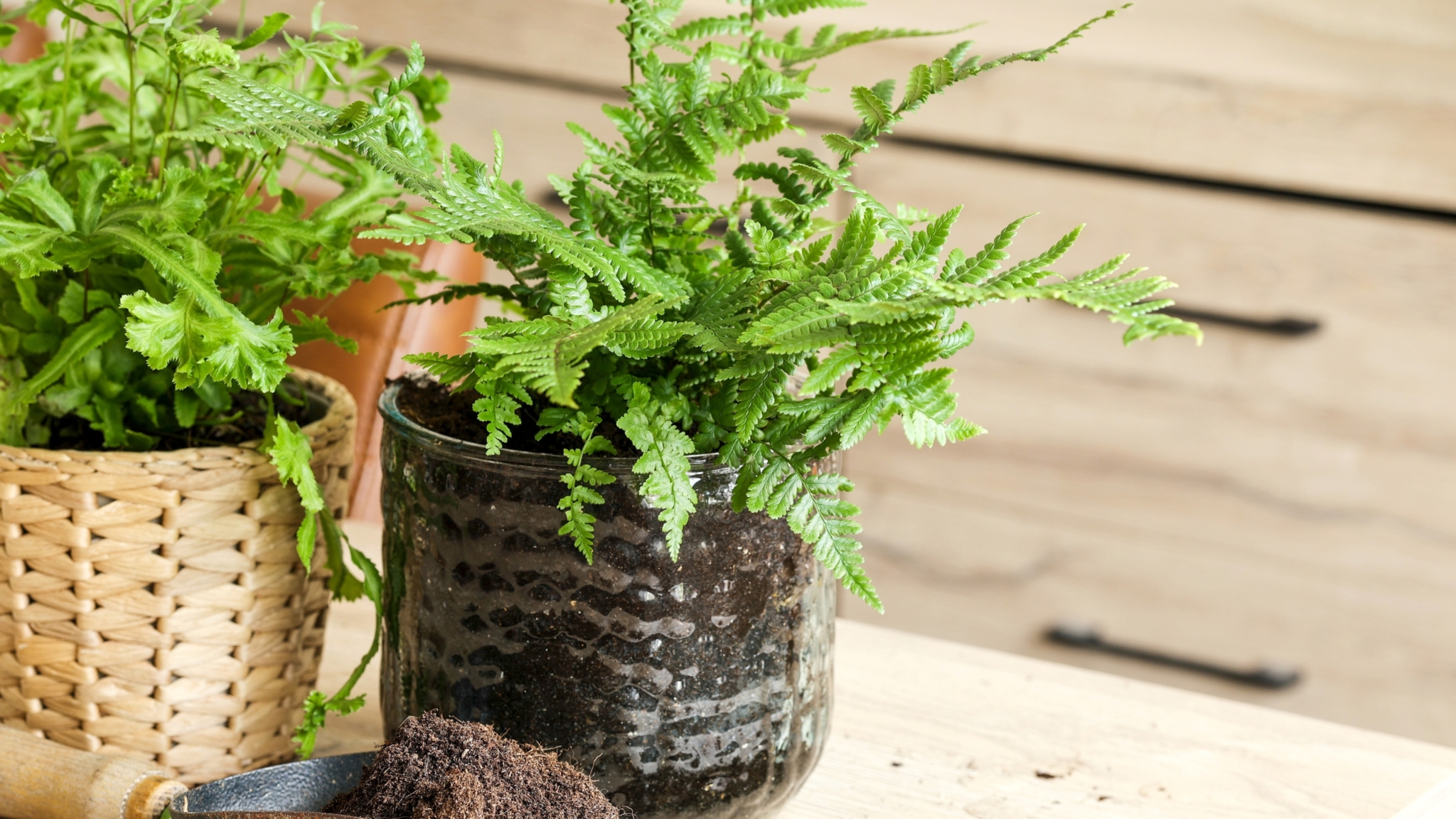How to Overwinter Boston Ferns: 9 Pro Tips