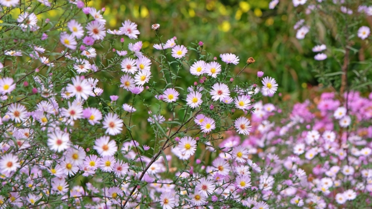 How to Plant, Grow, and Care for Douglas Asters