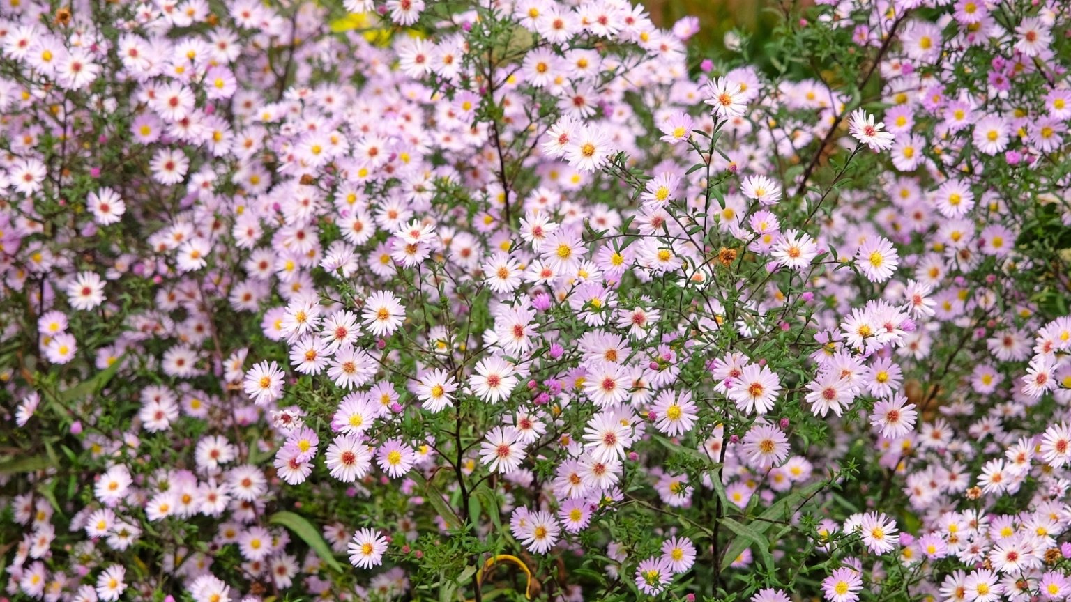 7 Reasons Asters are the #1 Fall Flower