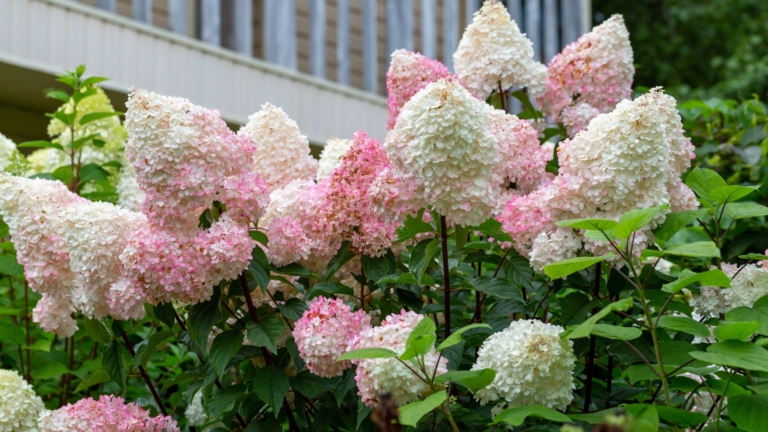 9 Tough Hydrangeas to Try if You Failed Before: Our Hardiest Picks