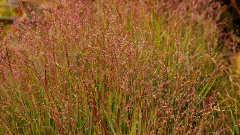 11 Ornamental Grasses That Look Magical in the Snow